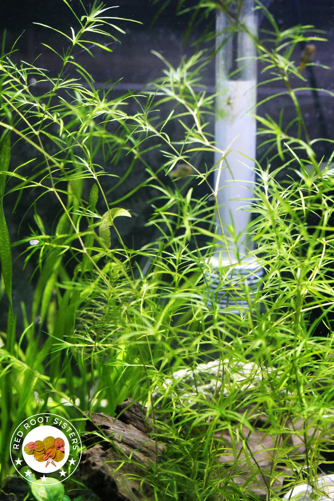 Guppy Grass / Najas Guadalupensis / Freshwater Live Aquarium Plant ...