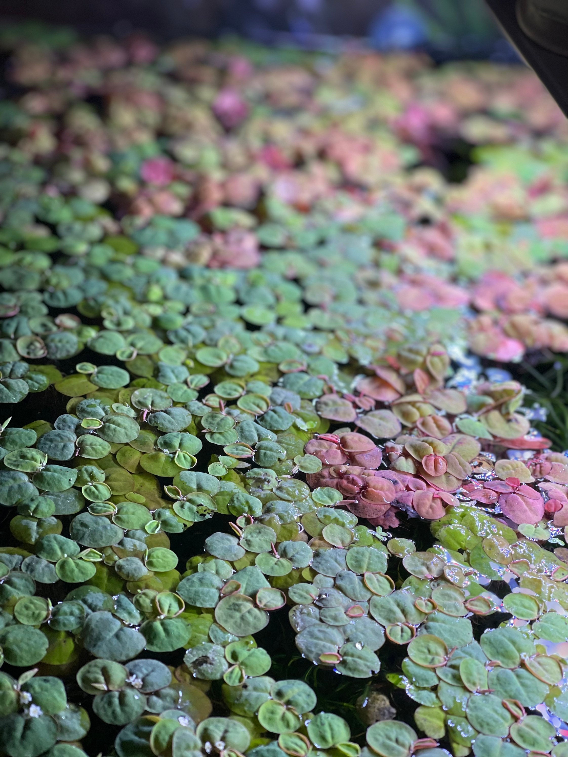 Red Root Floaters / Live Tank Decor Aquarium Plant/ Freshwater Floating ...