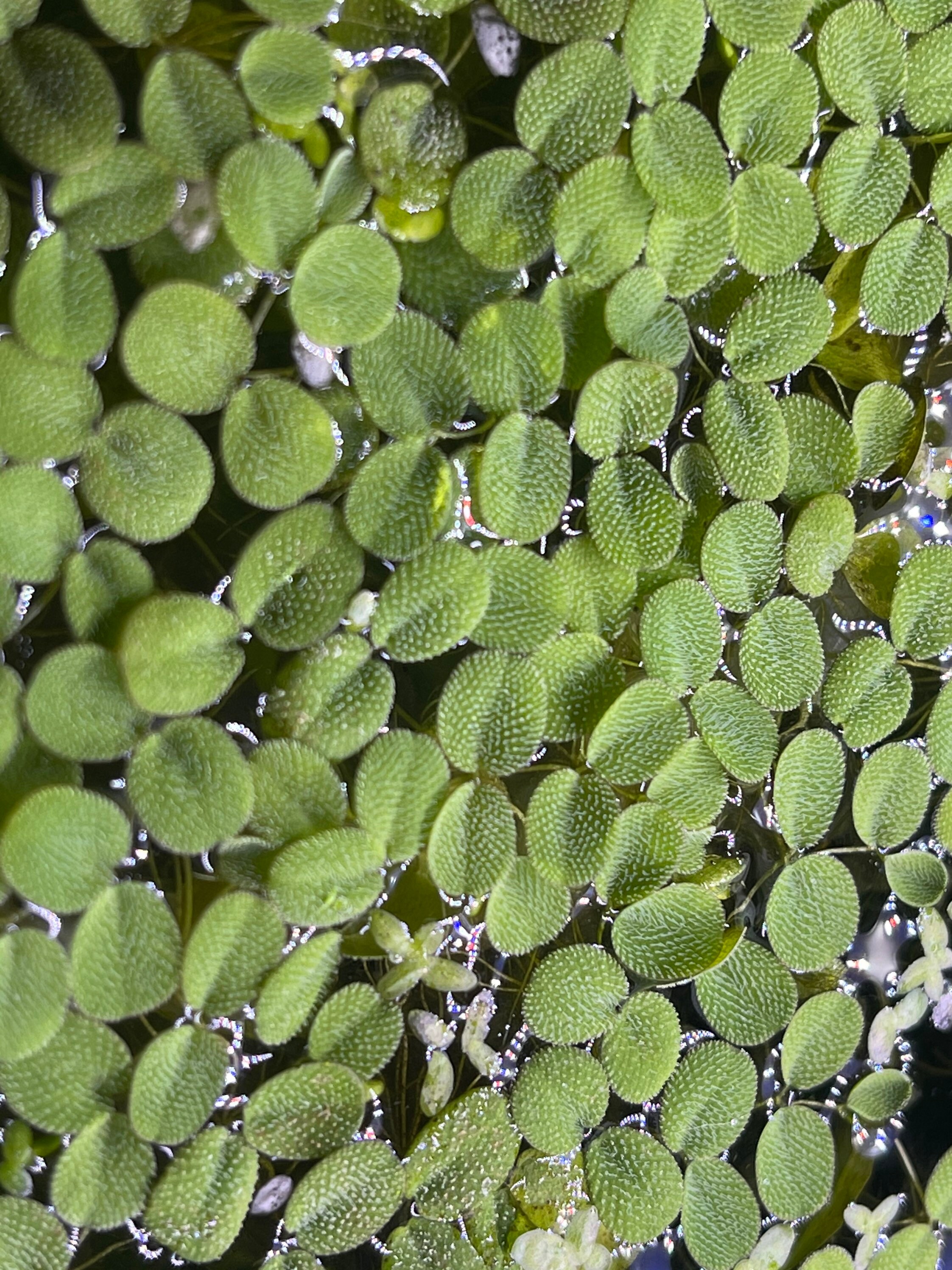 Salvinia Minima / Water Spangles / Live Aquarium Plant / Freshwater ...