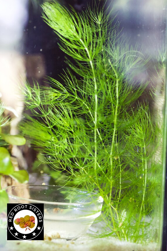 Red Hornwort