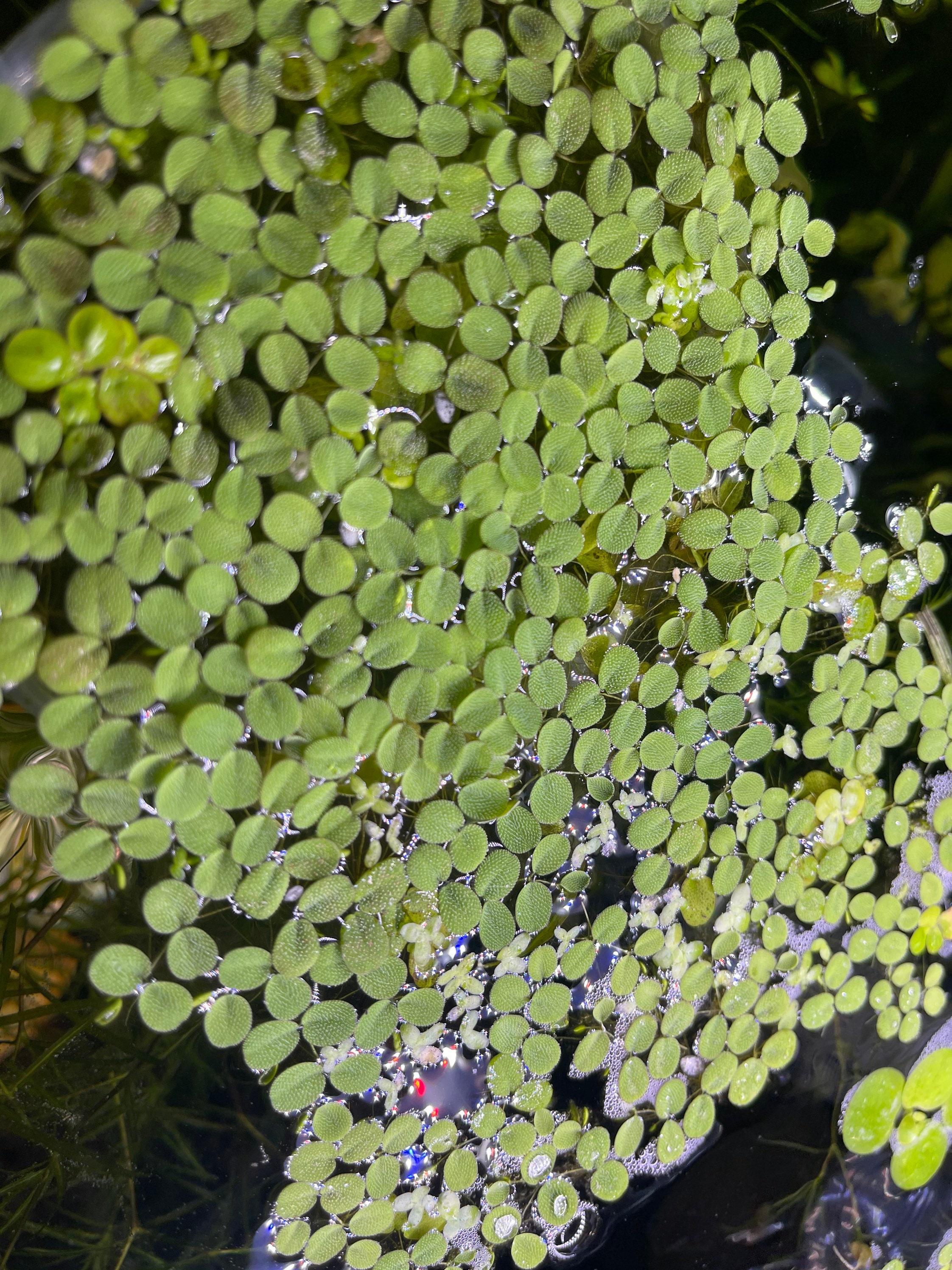 Salvinia Minima / Water Spangles / Live Aquarium Plant / Freshwater ...