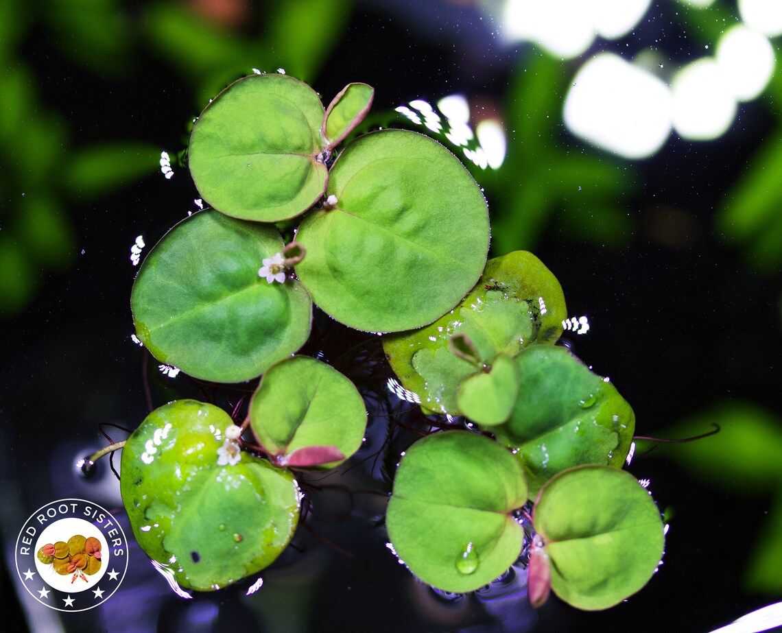 Red Root Floaters / Live Tank Decor Aquarium Plant/ Freshwater Floating ...