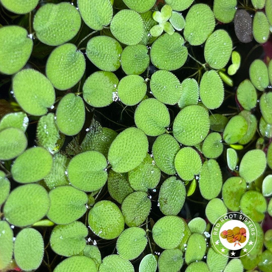 Salvinia Minima / Water Spangles / Live Aquarium Plant / Freshwater ...