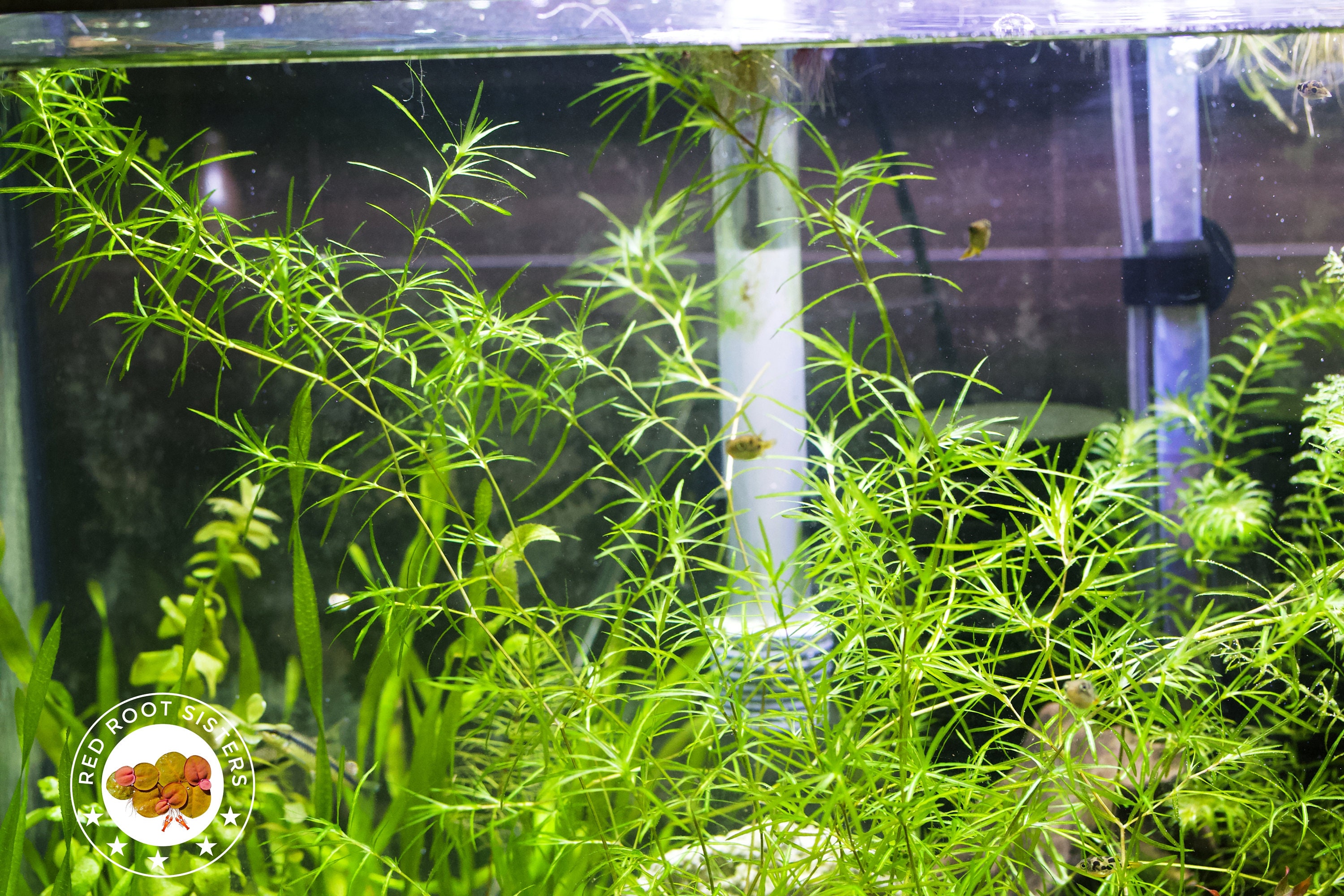 Guppy Grass / Najas Guadalupensis / Freshwater Live Aquarium Plant ...