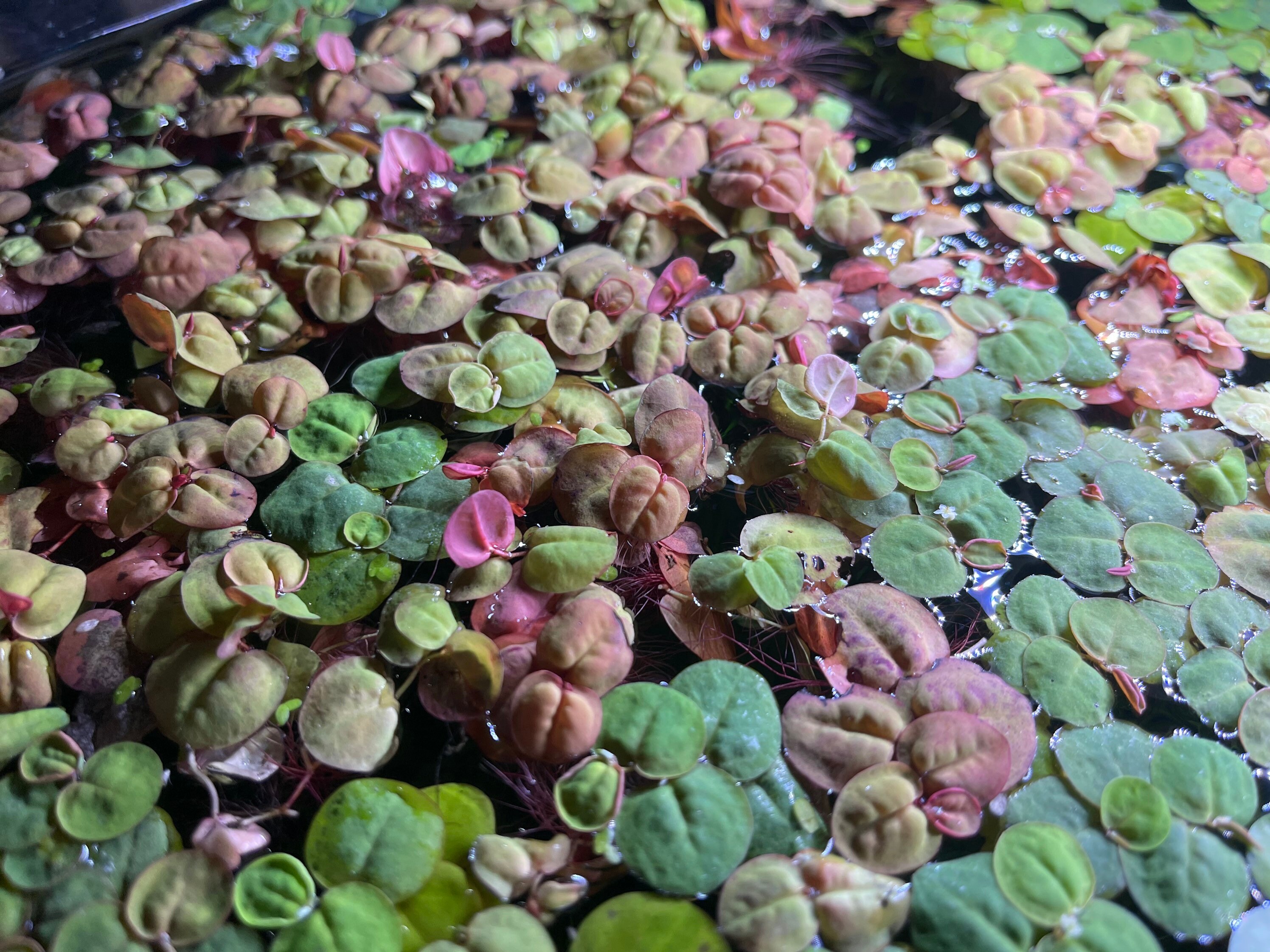 Red Root Floaters / Live Tank Decor Aquarium Plant/ Freshwater Floating ...