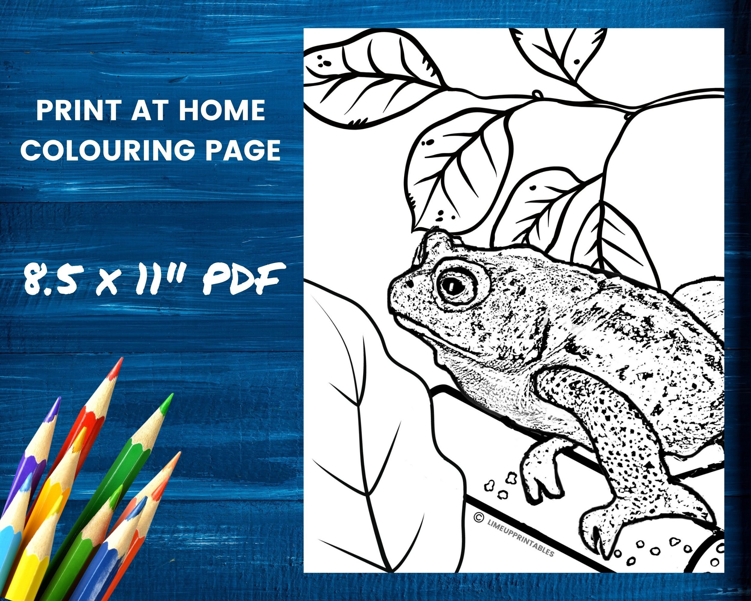 Frog Coloring Page PDF | Botanical Coloring Page for Adults and Kids - Etsy