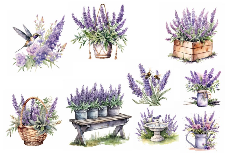 Watercolor Lavender Garden Clipart - Summer Lavender Bouquets - PNG ...
