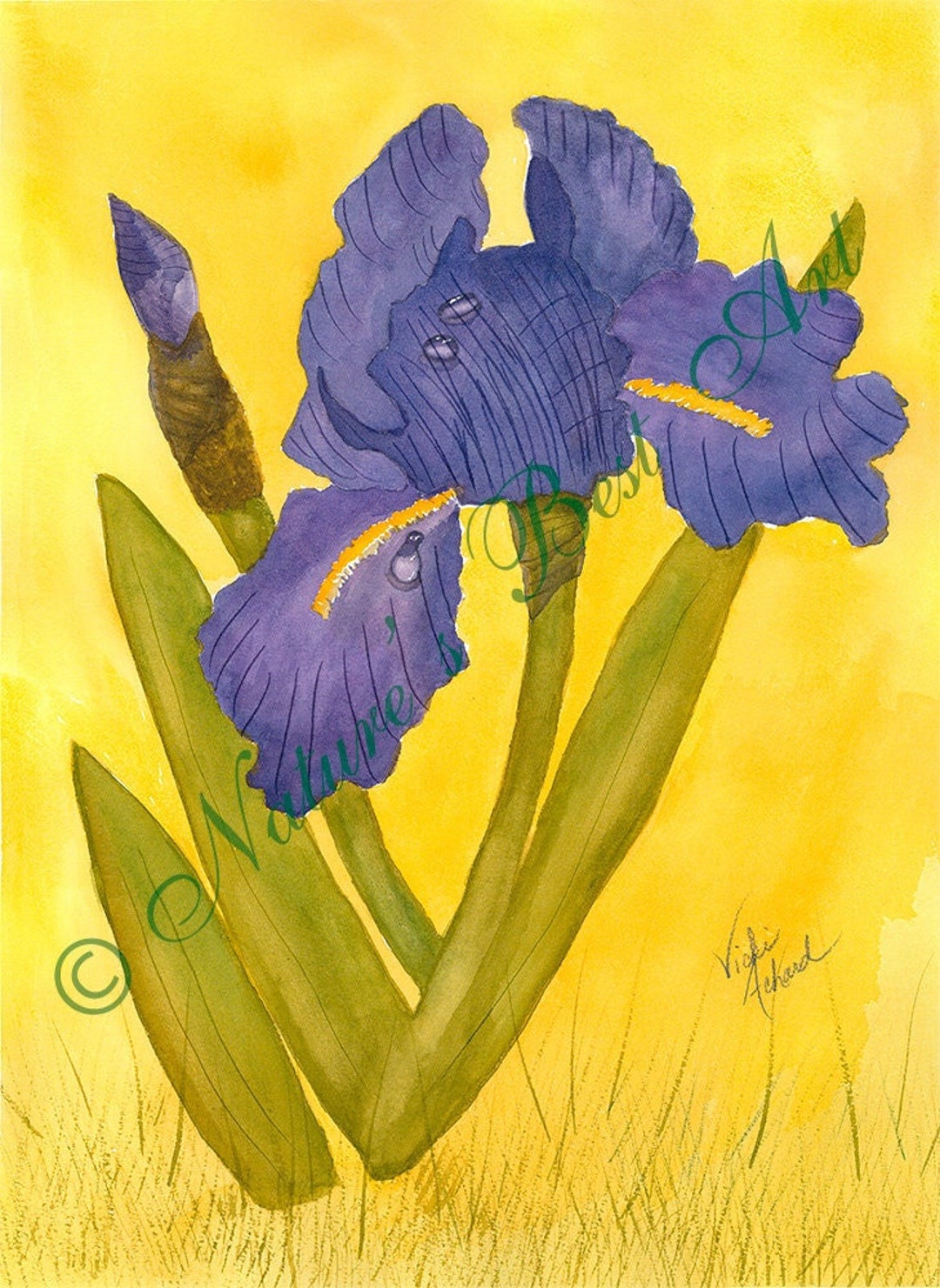 Purple Iris, Watercolor Painting, Wall Art, Matted, Décor - Etsy