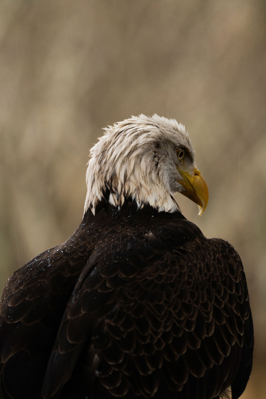 Photograph - Bald Eagle - Metal Print - Etsy
