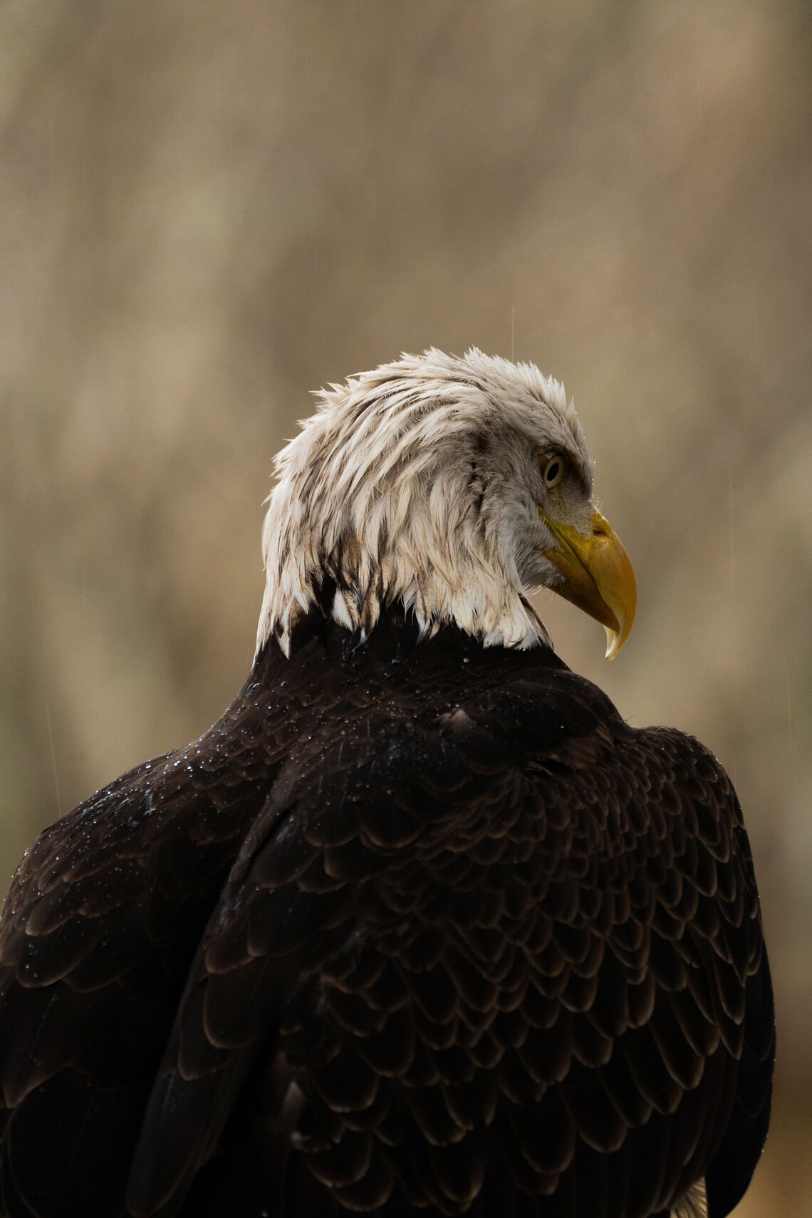Photograph - Bald Eagle - Metal Print - Etsy