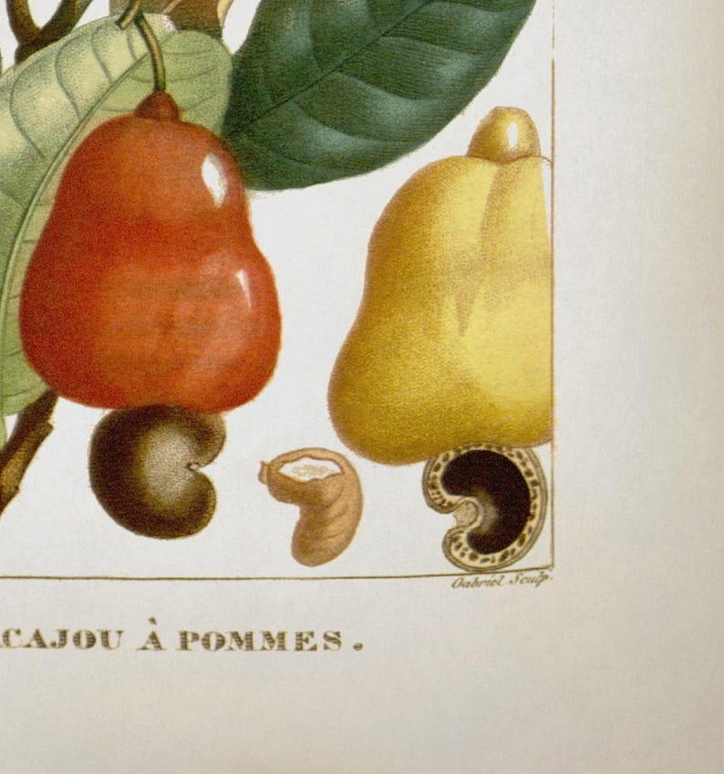 Antique Cashew Plant Poster: 19th Century Caribbean Botanical Art ...