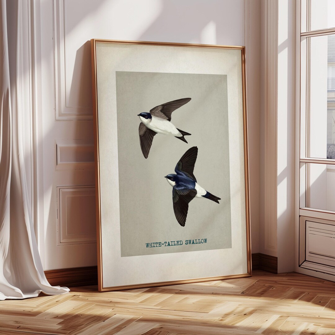 Vintage Swallow Bird Print: Antique Nature Wall Art (instant Download ...