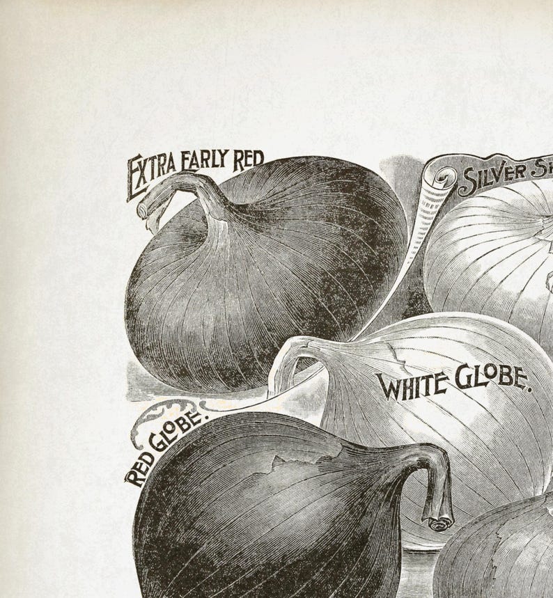 Vintage Onion Seed Catalog Poster, 1900's Farmhouse Kitchen Decor ...