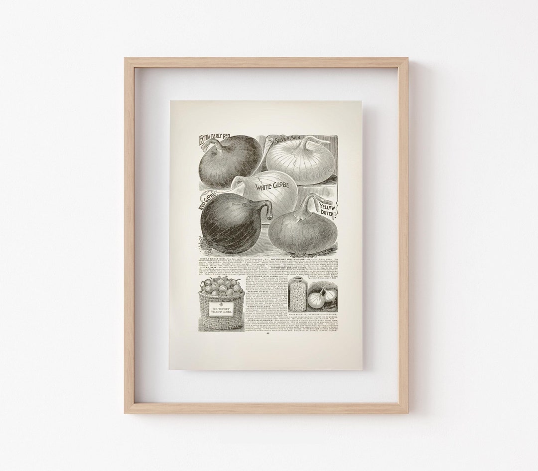 Vintage Onion Seed Catalog Poster, 1900's Farmhouse Kitchen Decor ...