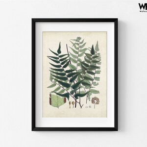 Collected Ferns VII Fern Poster Print Leaf Art Botanical - Etsy