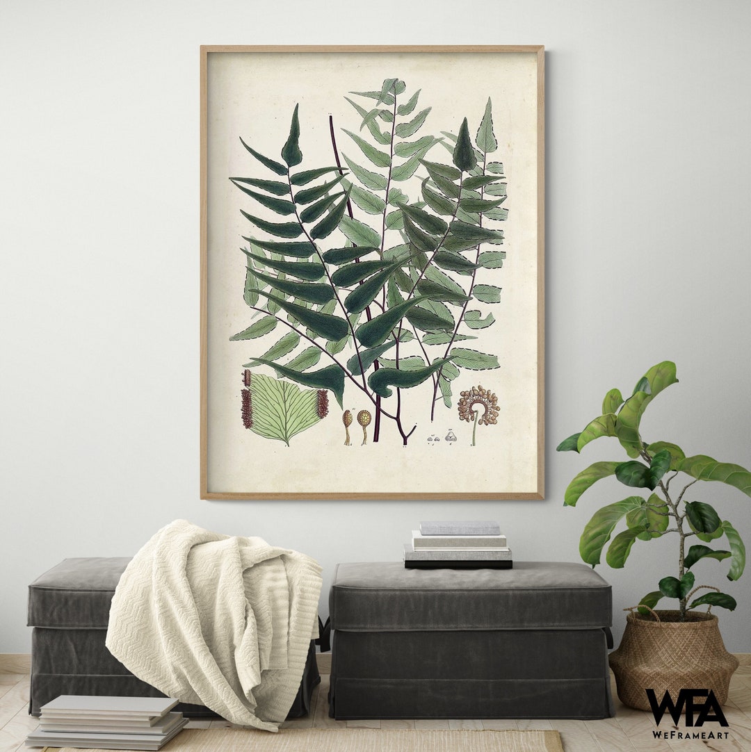 Collected Ferns VII, Fern Poster Print, Leaf Art Botanical Decor, Extra ...