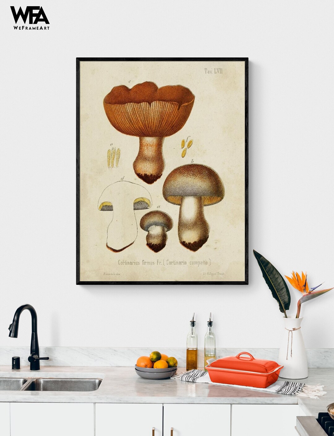 Mushroom Varieties I by Unknown, Fungi Poster Library Print, Mushroom ...