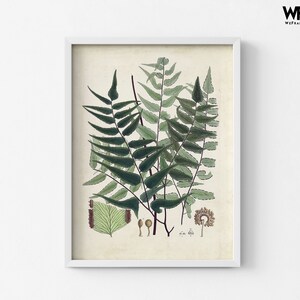 Collected Ferns VII, Fern Poster Print, Leaf Art Botanical Decor, Extra ...