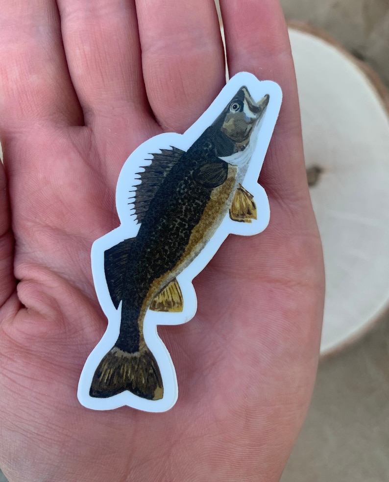 Walleye Vinyl Sticker - Etsy