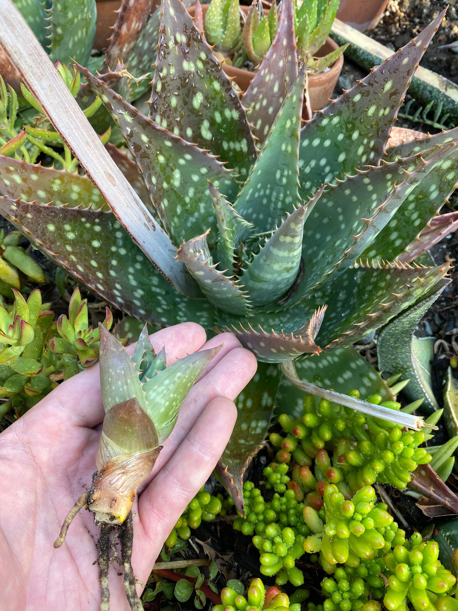 Rare Aloe maculata soap aloe zebra aloe south African rooted | Etsy