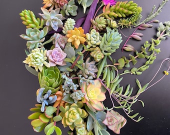 25 Succulent Cuttings Not Rooted | Etsy