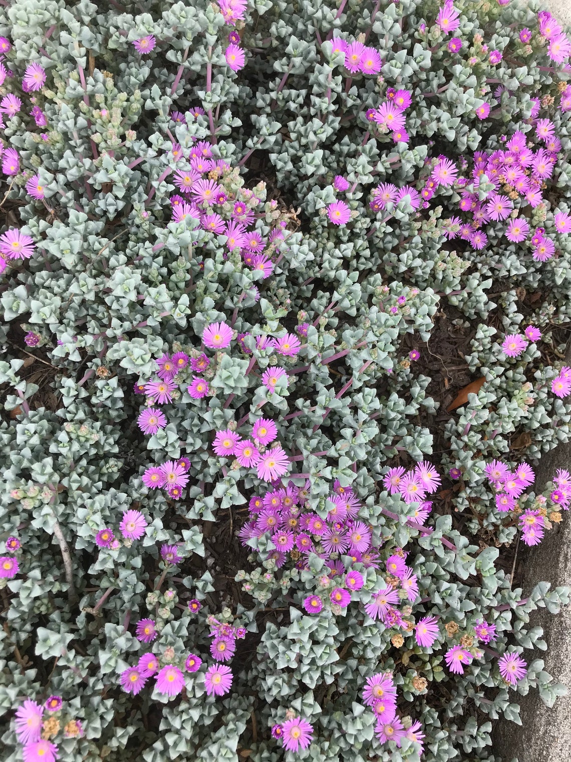 Oscularia Deltoides "pink Ice Plant" Cuttings – 1-3 Inches (unrooted ...