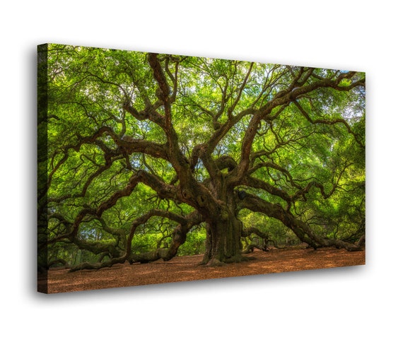 Angel oak tree canvas wall art charleston poster art live | Etsy