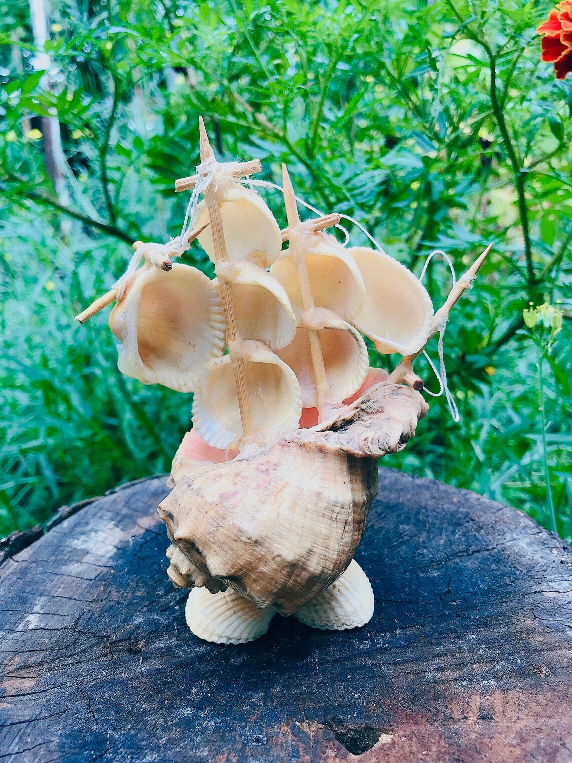 Shell Ship Sailing Ship of the USSR. Sea Shell. Collection - Etsy