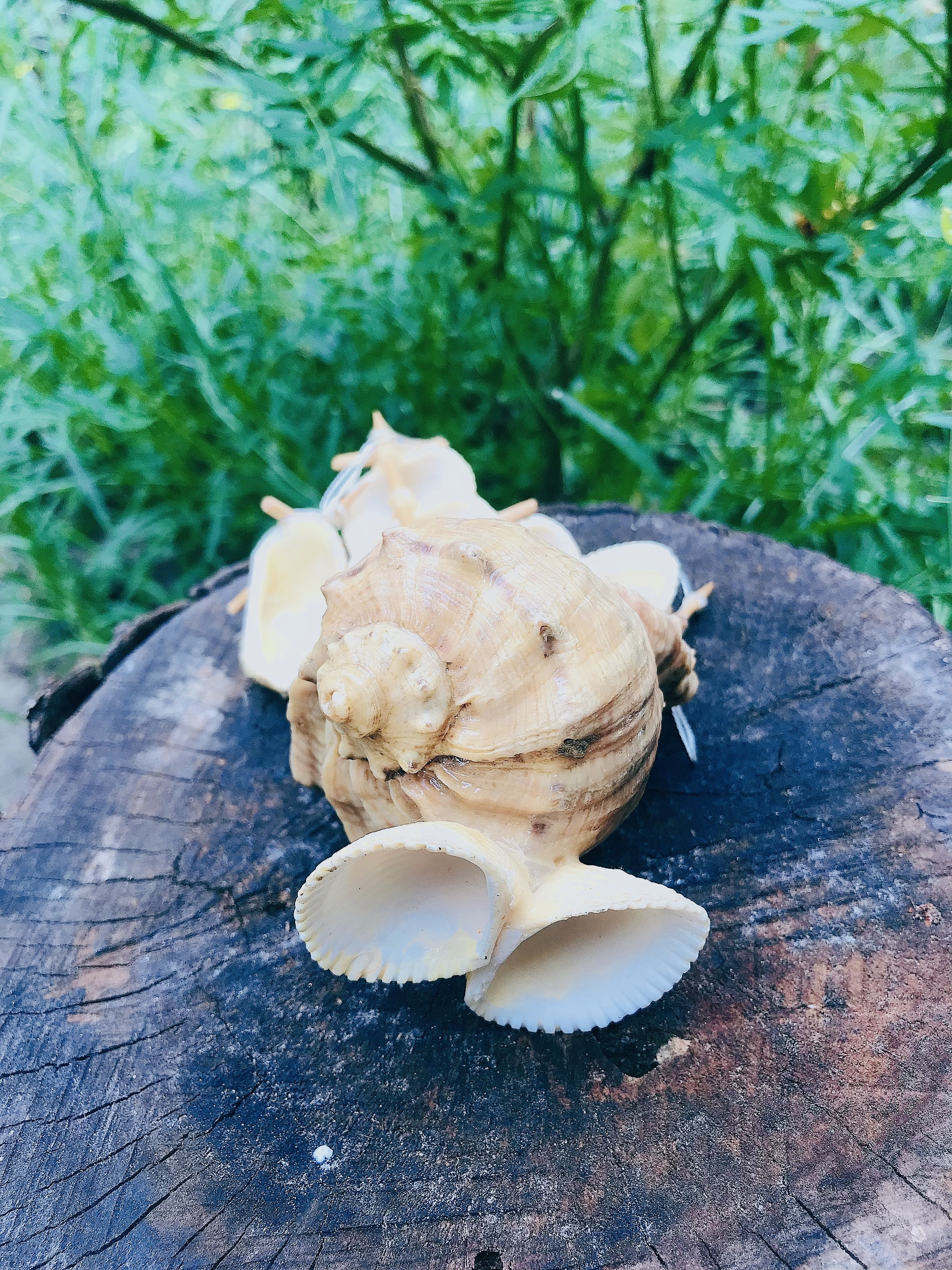 Shell Ship Sailing Ship of the USSR. Sea Shell. Collection - Etsy