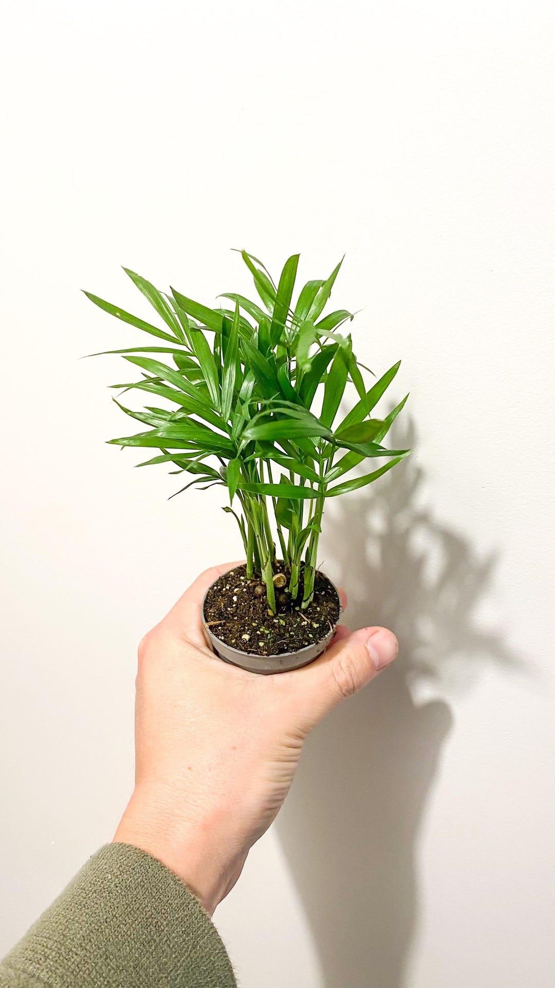 Baby Terrarium Plant Dwarf Palm (chamaedorea Elegans) - Etsy UK