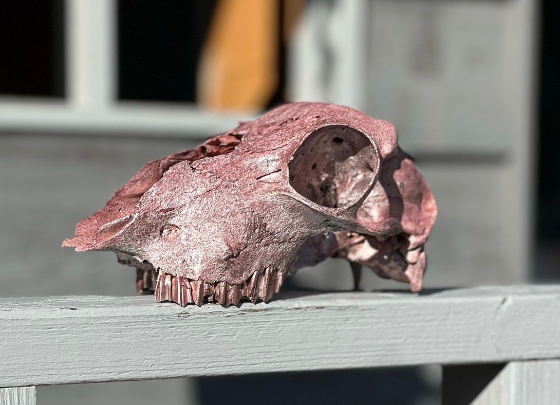 Rose Gold Sheep Skull ovis Aries - Etsy