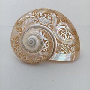 Carved Snail Shell,hummingbird Theme,natural Sea Shell,polished and ...