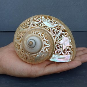 Hand Carved Turbo Snail Shell Night Theme: Natural Seashell Art - Etsy