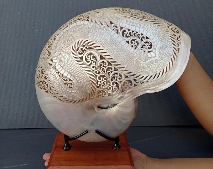 Carved Pearl Nautilus Shell Dragon-phoenix Carving,real and Natural ...