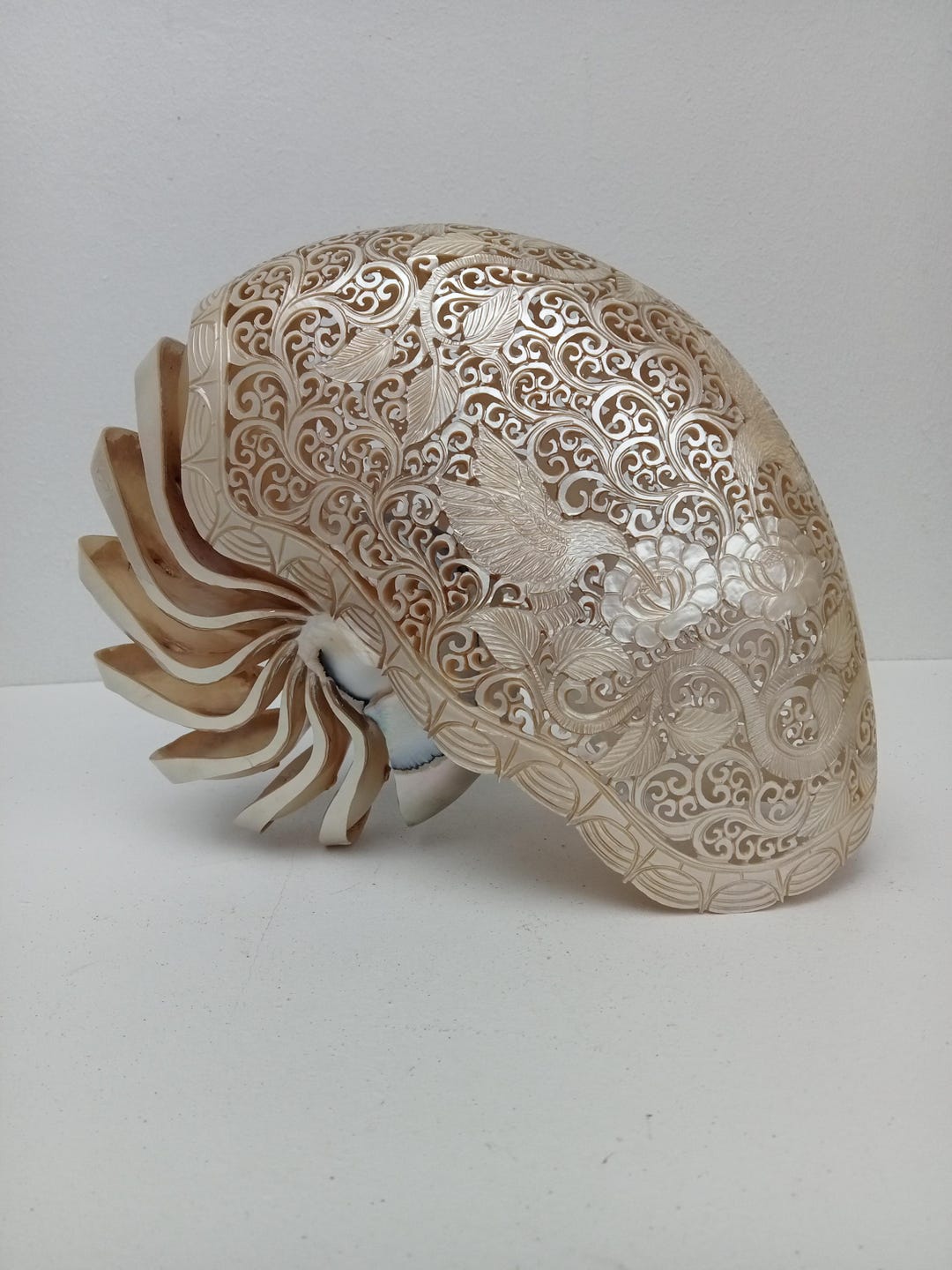 Carved Nautilus Shell With Hummingbird Carving,real and Natural Sea ...