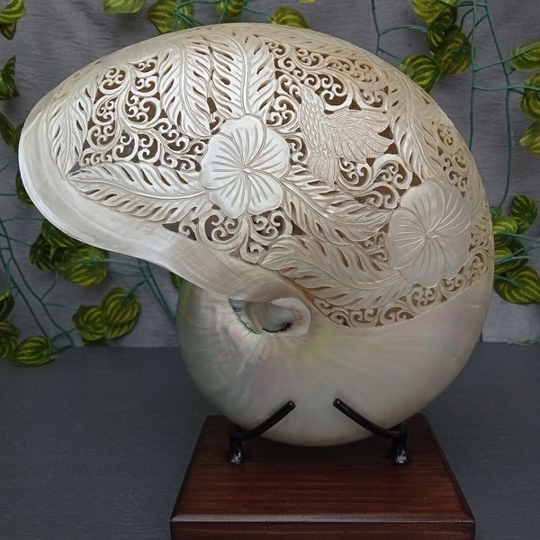 Carved Sea Shell - Etsy