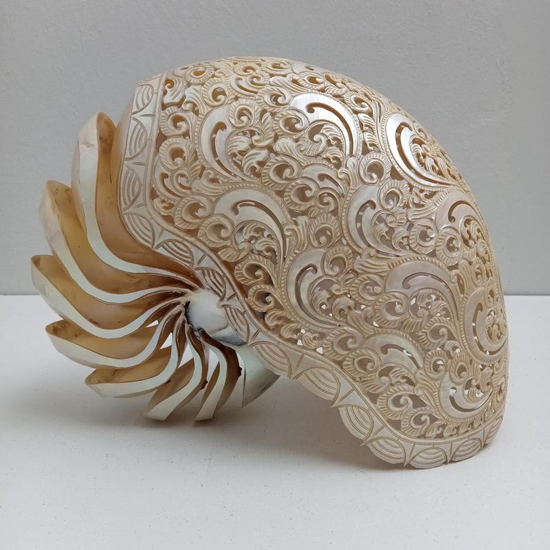 Nautilus Art - Etsy