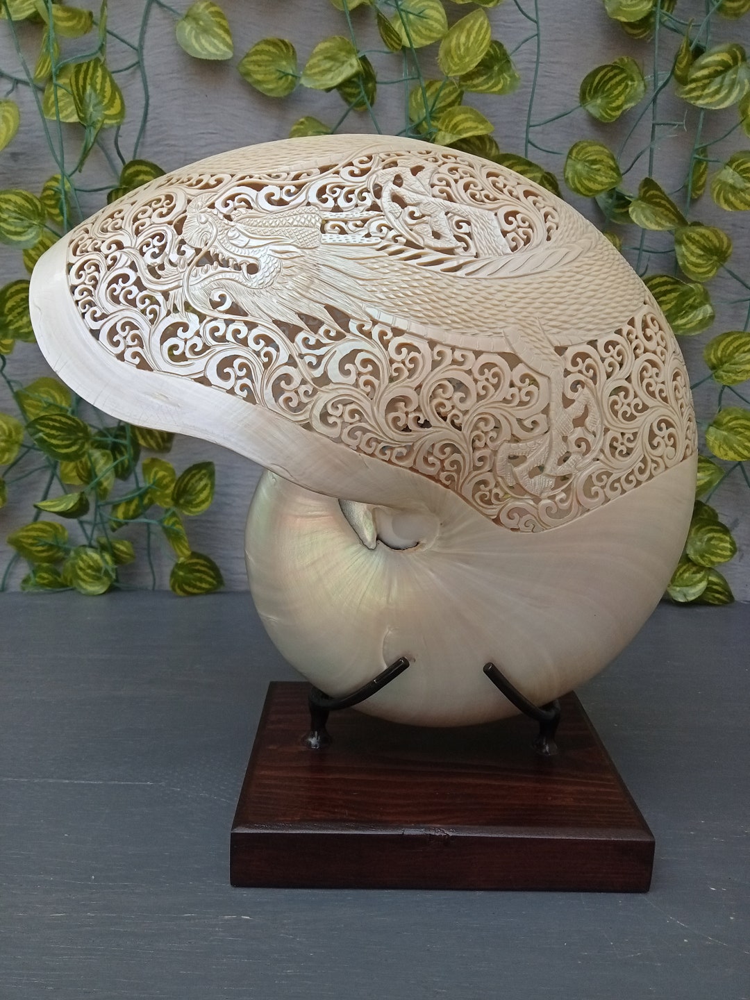 Carved Pearl Nautilus Shell Dragon Carving,real and Natural Nautilus ...