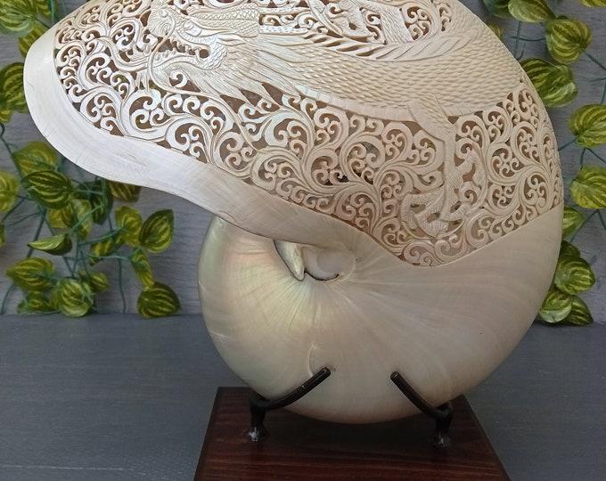 Carved Pearl Nautilus Shell Dragon Carving,real and Natural Nautilus ...