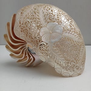Carved Nautilus Shell Butterfly Natural Seashell Art - Etsy