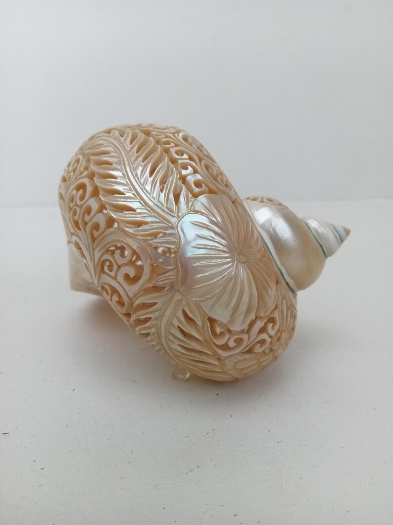 Carved Pearl Snail Shell Butterfly Design: Natural Seashell Polished ...