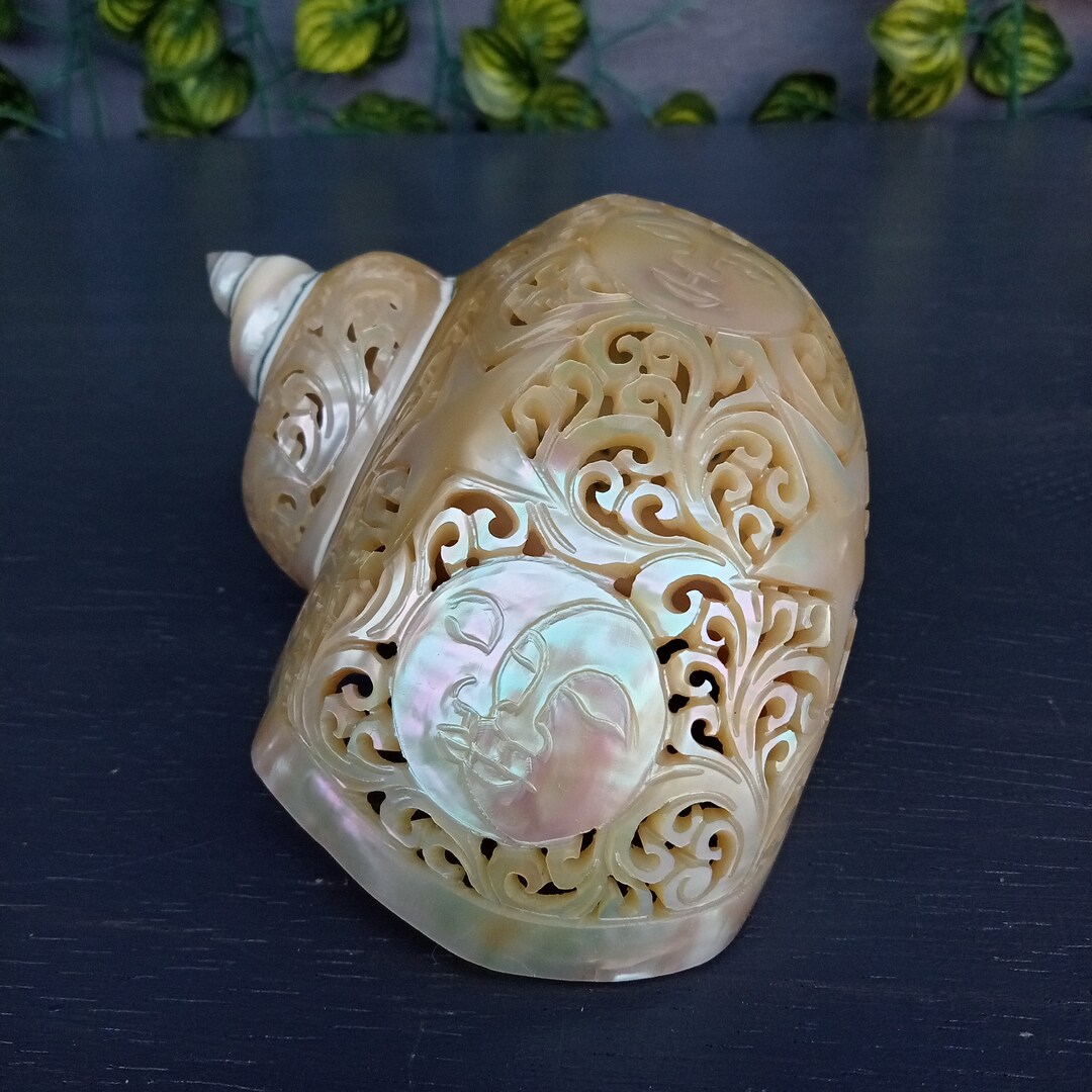 Carved Pearl Turbo Conch Shell Night Themereal and Natural - Etsy