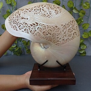 Carved Pearl Nautilus Shell Dragon Carving,real and Natural Nautilus ...