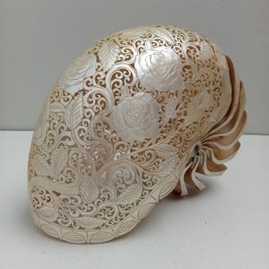 Hand Carved Nautilus Shell Rose Carving,real and Natural Seashell ...