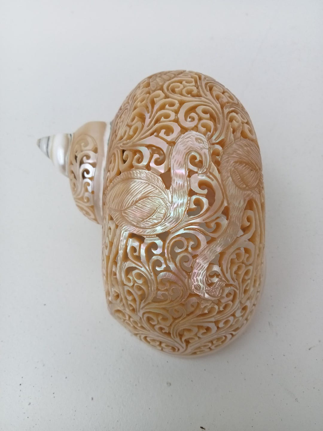 Carved Conch Shell Flamingo Design: Polished Turbo Snail Shell Natural ...