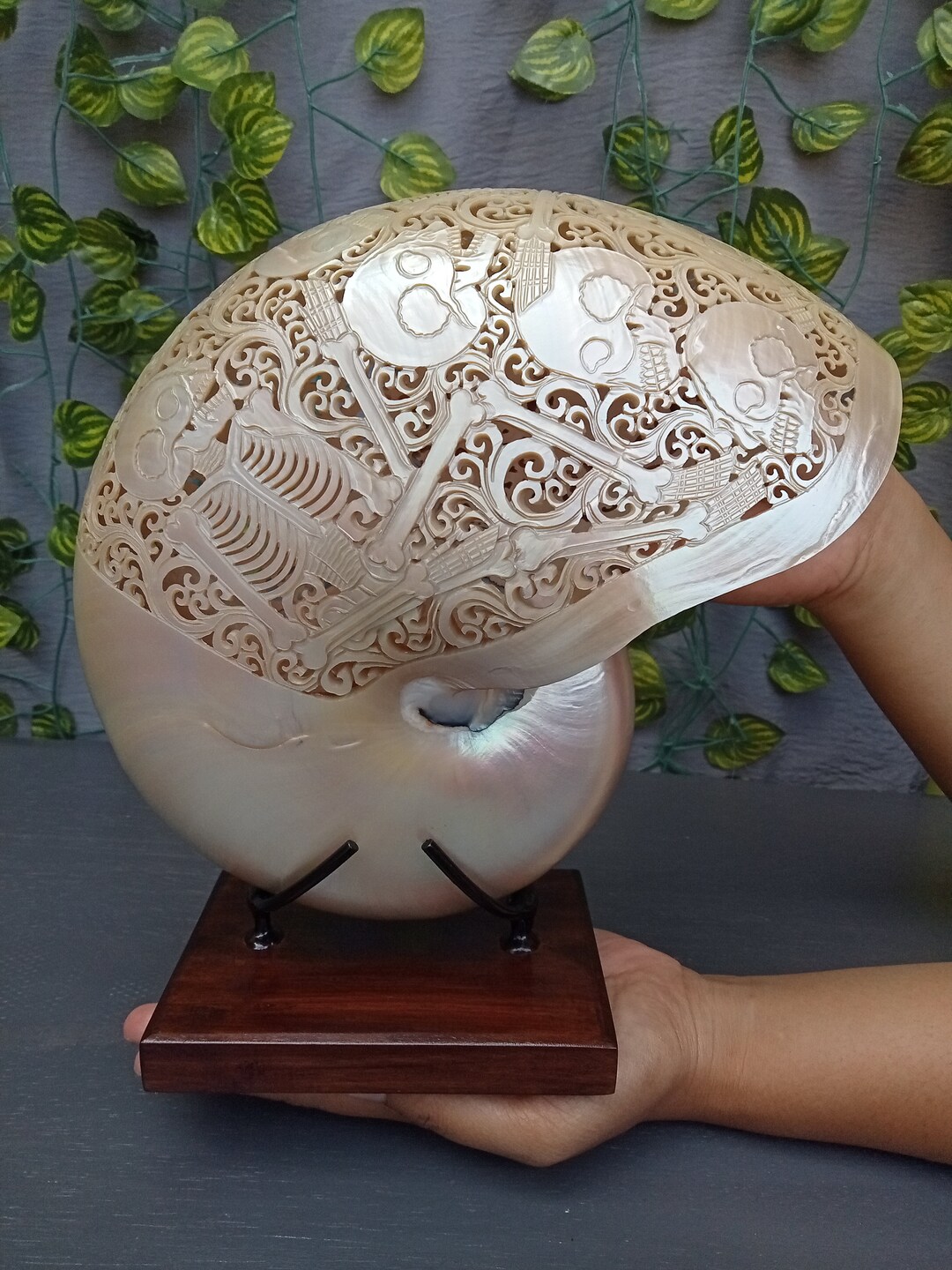 Carved Nautilus Shell Human Skull Carving,real and Natural Sea Shell ...