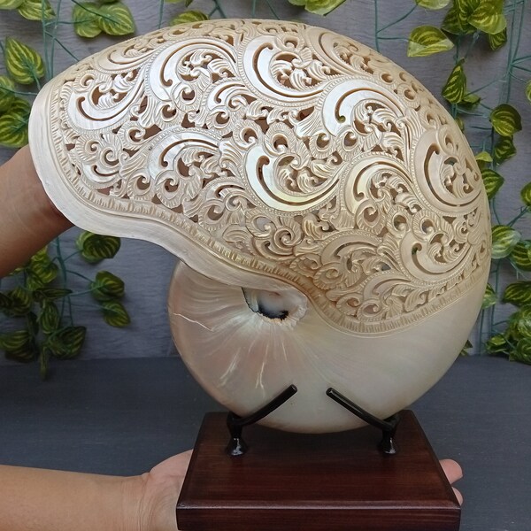 Nautilus Shell - Etsy