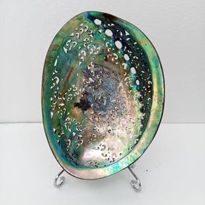 Carved Abalone Shell Hummingbird Theme Paua Abalone Real and Natural ...
