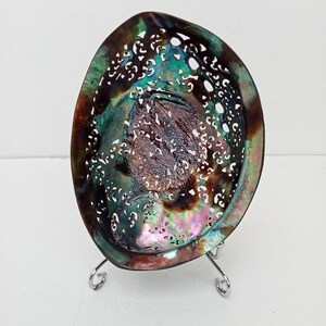 Carved Abalone Shell Hummingbird Theme Paua Abalone Real and Natural ...