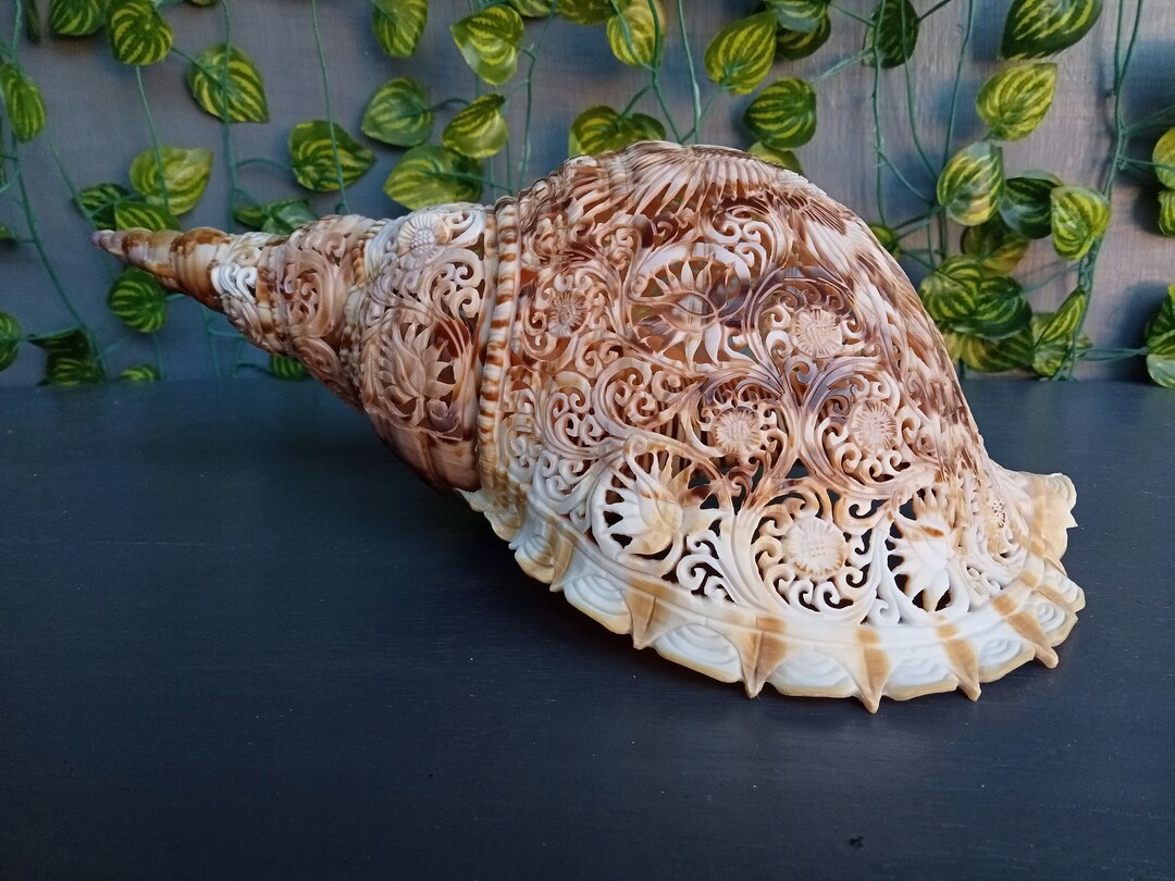 Hand Carved Trumpet Triton Shell Phoenix real and Natural - Etsy